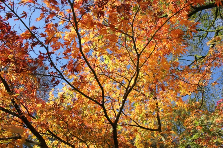 Aspen in October - The Ultimate Guide to Autumn in Aspen